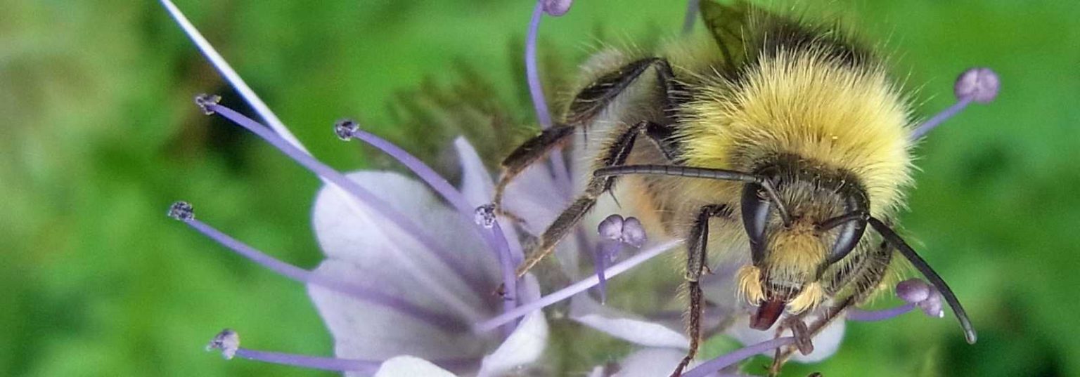 Pollination how to to help by encouraging bees & pollinators