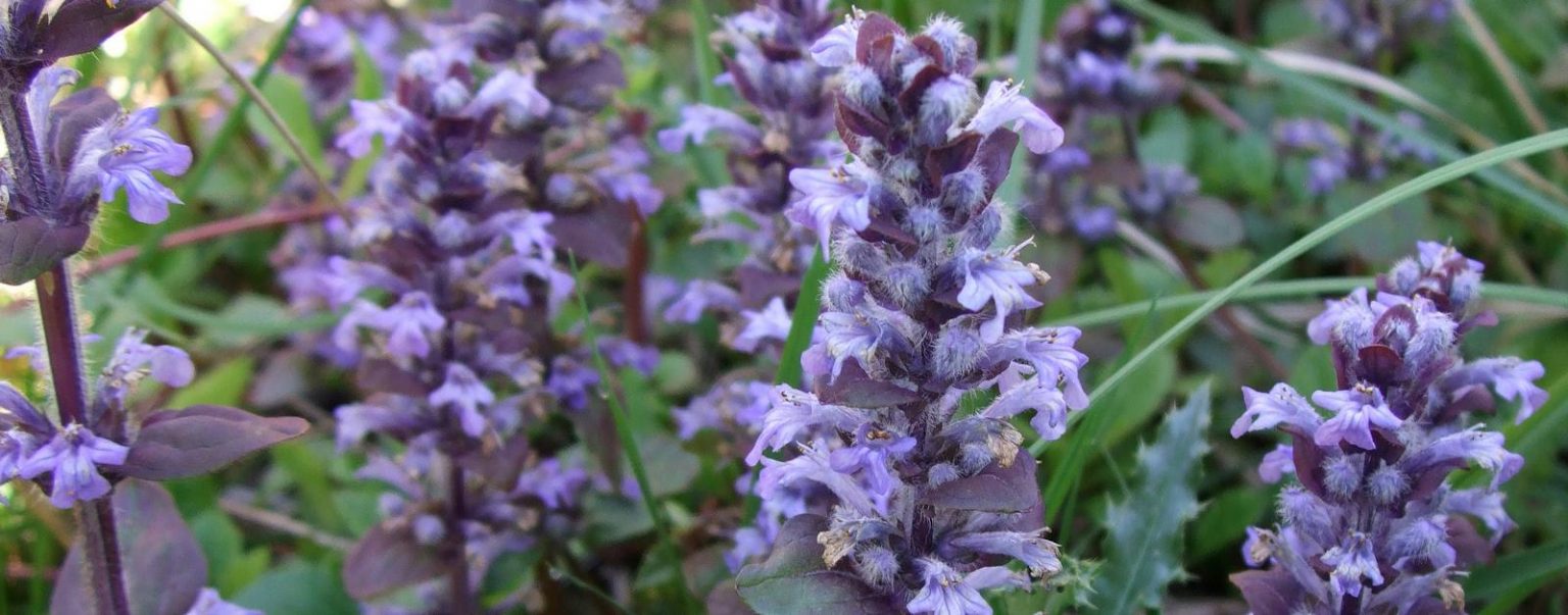 Bugle is a wildflower with many culinary and medical uses