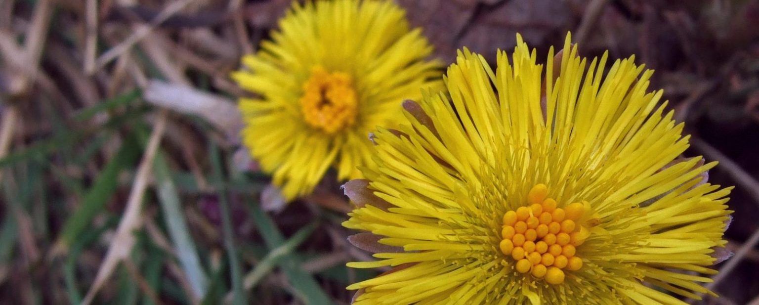 Coltsfoot is an attractive early flowering wildflower