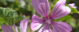 Common mallow has many uses and is great for pollinators