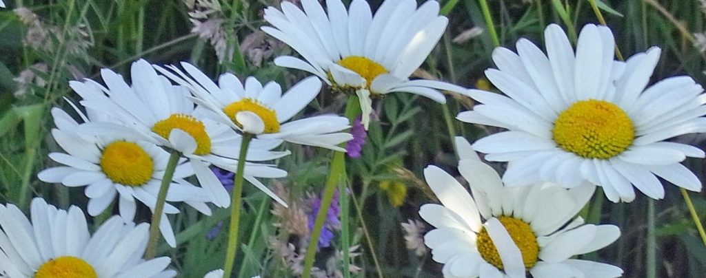 The stunning oxeye daisy is a sure sign summer has arrived
