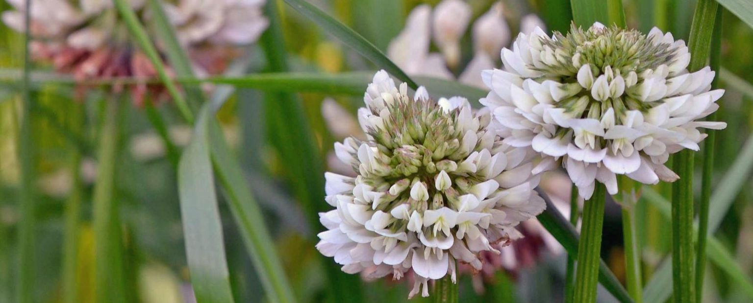 White clover is a wild flower found in grassland and turf