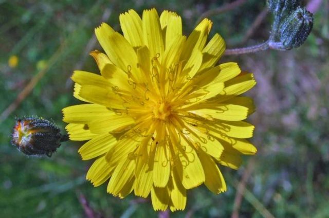 Wildflower gallery - images of wildflowers found in the UK