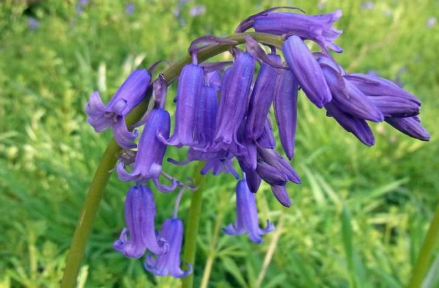 Wildflower gallery - images of wildflowers found in the UK