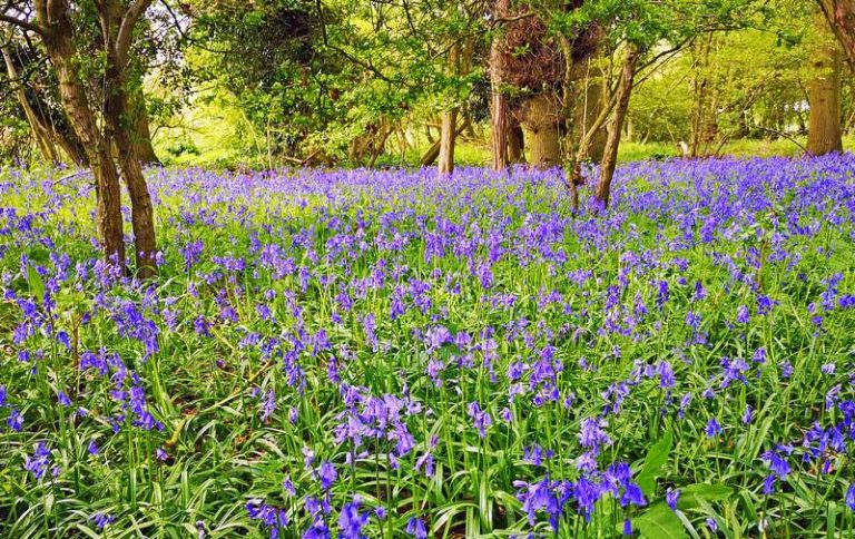 The delightful bluebell is Britain's favourite wildflower
