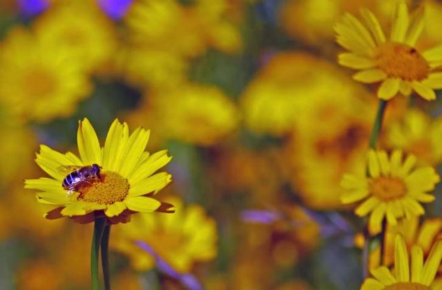 Wildflower gallery - images of wildflowers found in the UK