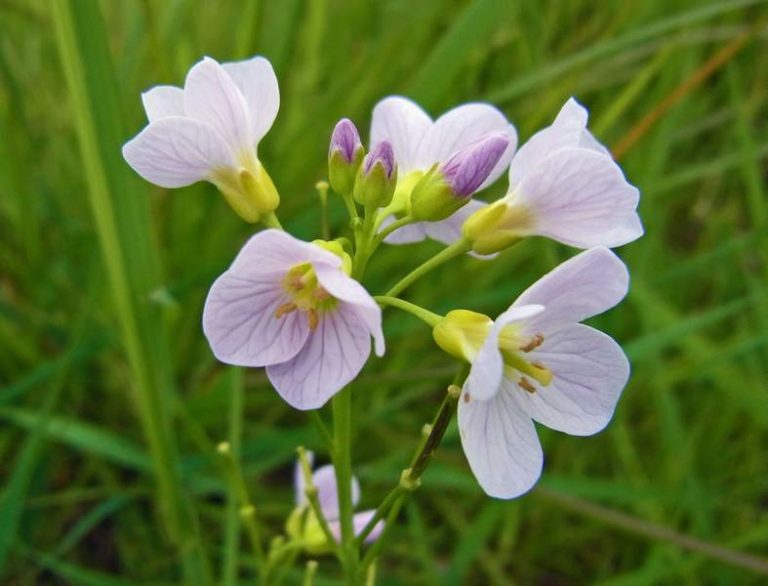 The cuckoo flower is an attractive early season wildflower