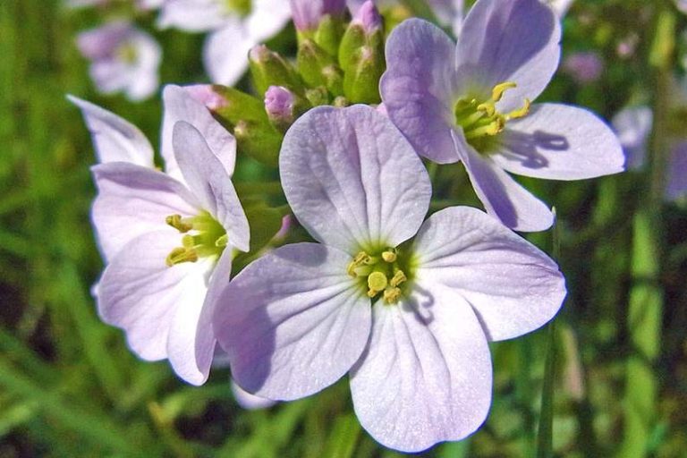 The cuckoo flower is an attractive early season wildflower