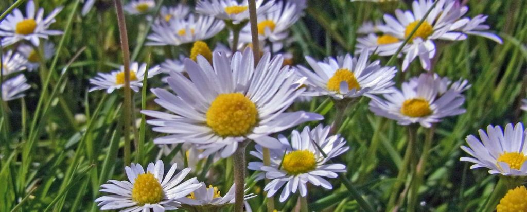 The common daisy is a cheery plant perfect for pollinators