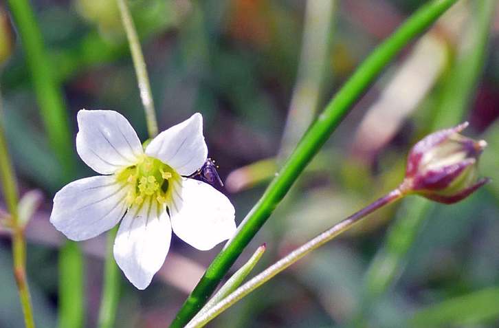 Wildflower gallery - images of wildflowers found in the UK