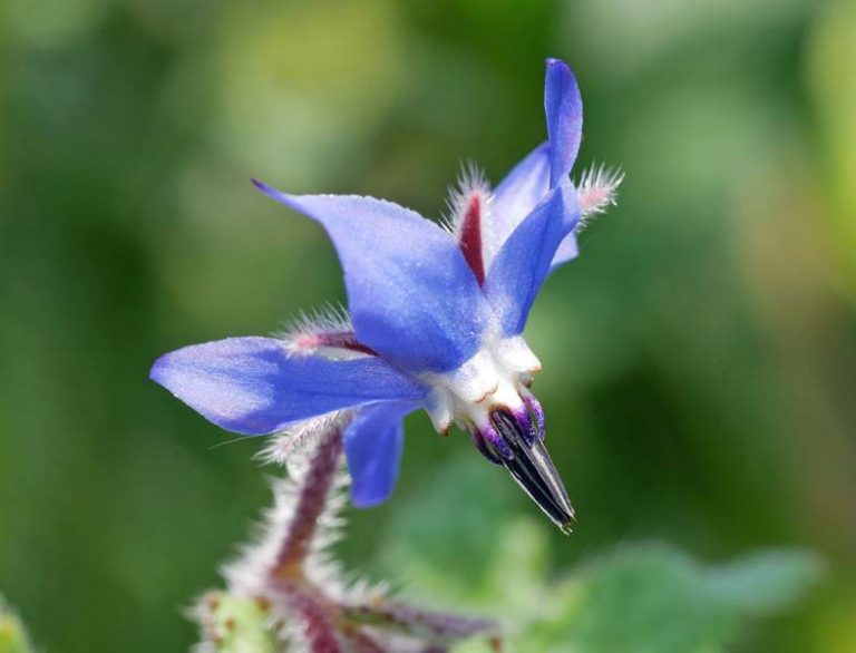 Borage is an annual herb that's a big of favourite of bees
