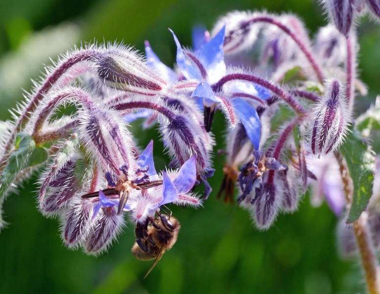 Borage is an annual herb that's a big of favourite of bees