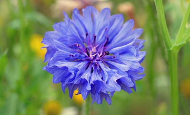 The cornflower is a beautiful blue cornfield annual wildflower