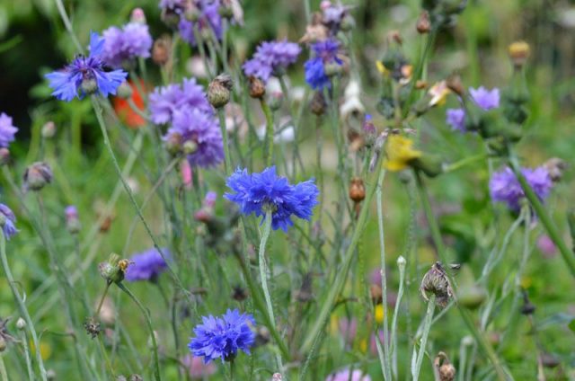 The cornflower is a beautiful blue cornfield annual wildflower