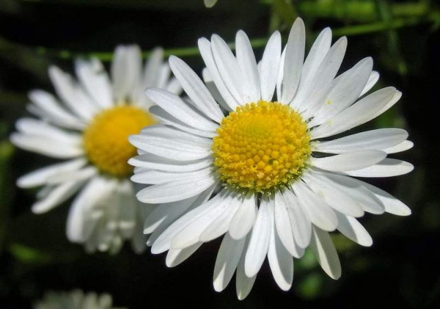 The common daisy is a cheery plant perfect for pollinators