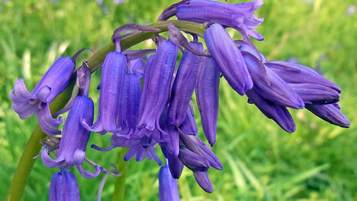 The delightful bluebell is Britain's favourite wildflower