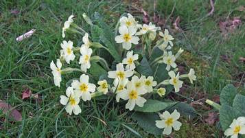 Wild primrose is an attractive early spring wildflower