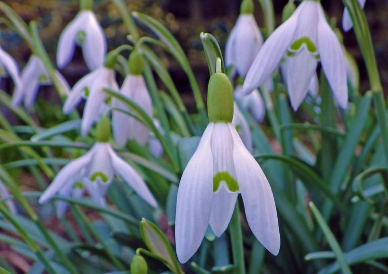 Snowdrops are exquisite early-spring wildflowers