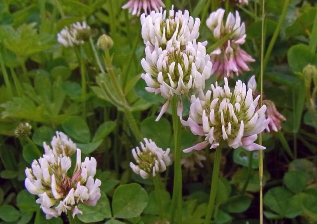 White clover is a wild flower found in grassland and turf
