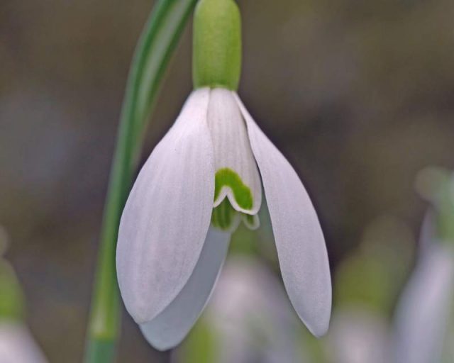 Snowdrops are exquisite early-spring wildflowers