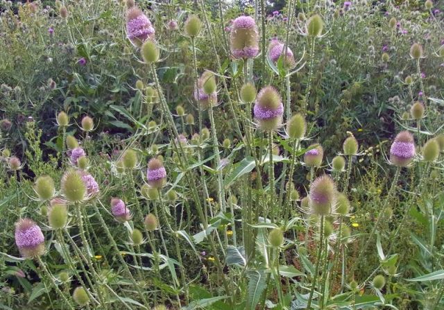 Wild teasel is a tall, spiny biennial wildflower