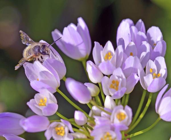 The cuckoo flower is an attractive early season wildflower