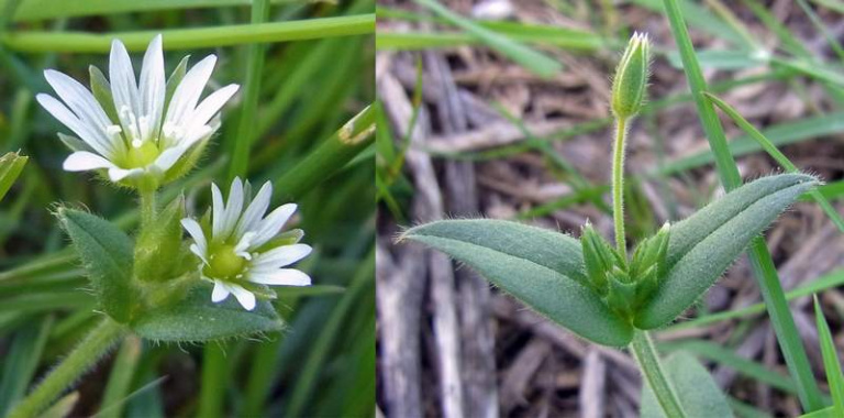 Mouse-ear chickweed - Diverse Gardens