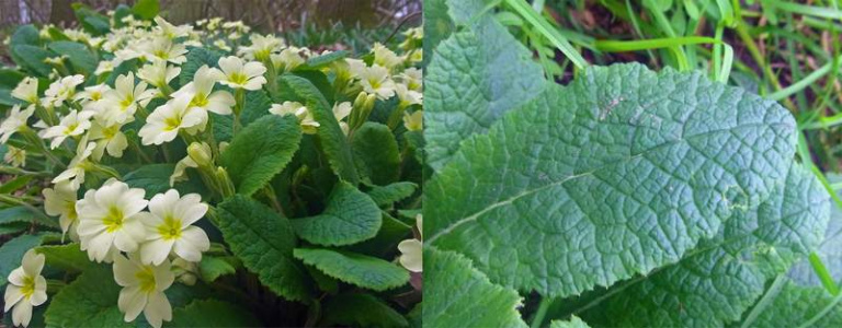 Wild primrose is an attractive early spring wildflower