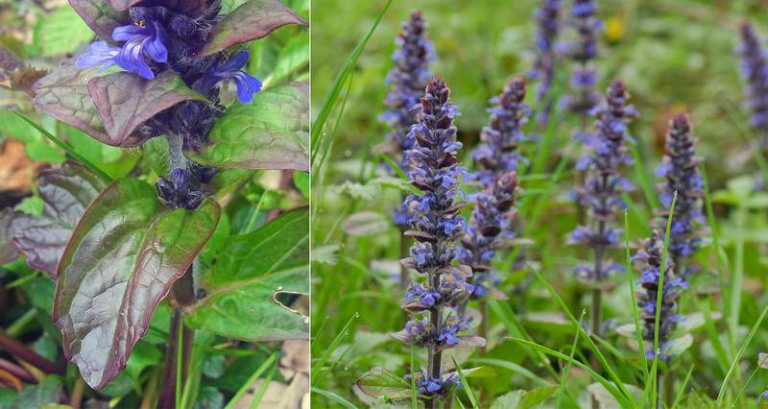 Bugle is a wildflower with many culinary and medical uses