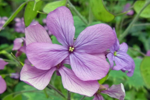 Dames rocket is a common wildflower with a fragrant scent