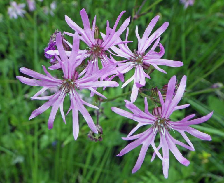 Ragged robin is a wetland wildflower with deep pink flowers