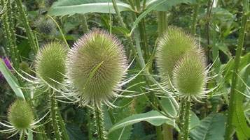 Wild teasel is a tall, spiny biennial wildflower