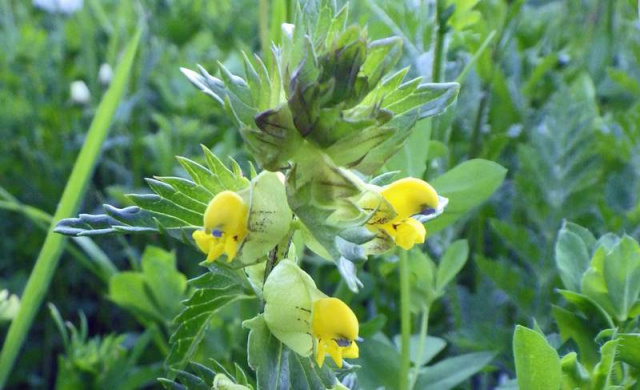 Why yellow rattle is beneficial to wild flower meadows