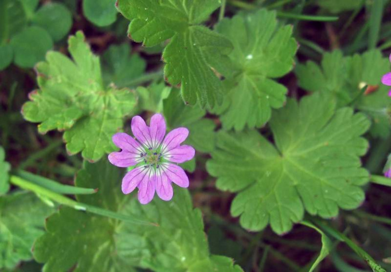 Dove's foot cranesbill - Diverse Gardens