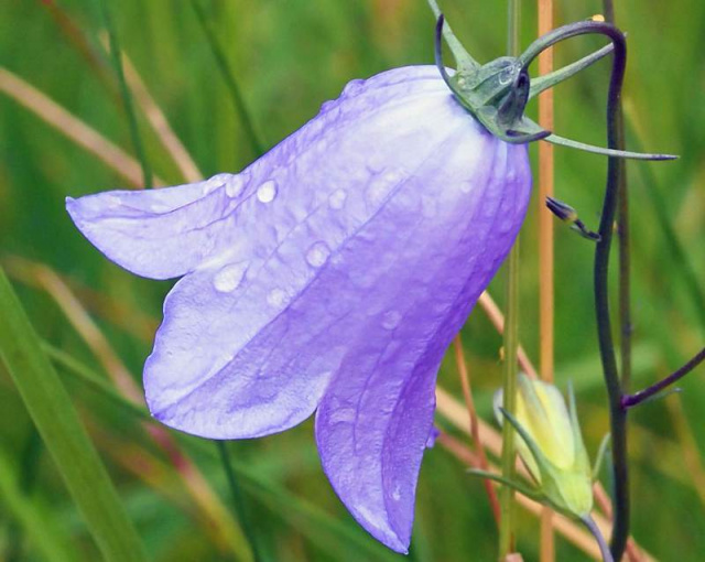 Harebell is an attractive plant of dry, infertile sites