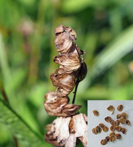 Why yellow rattle is beneficial to wild flower meadows