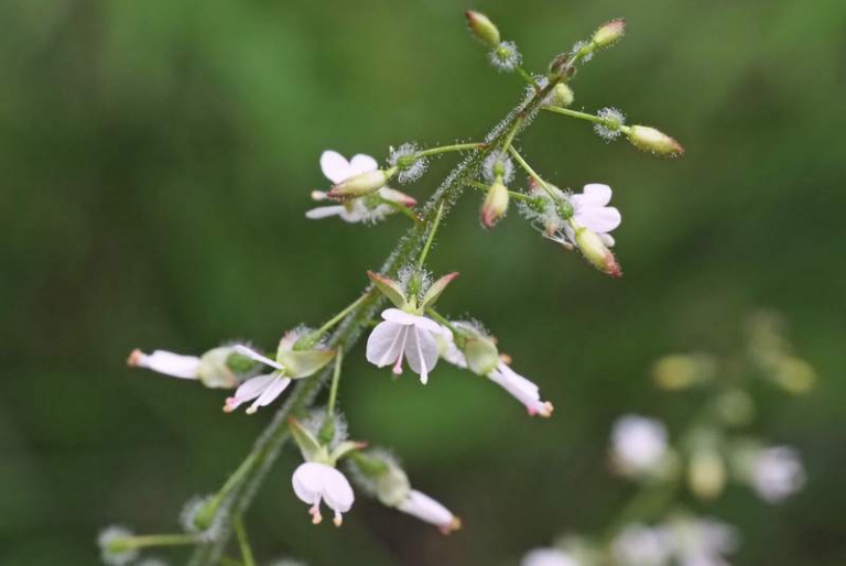 Enchanter’s nightshade thrives in woods and shaded areas