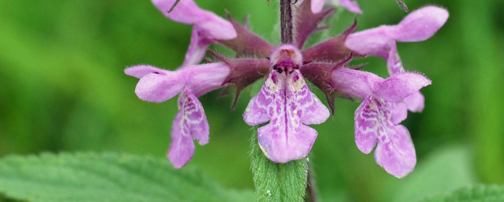 Marsh woundwort - Diverse Gardens