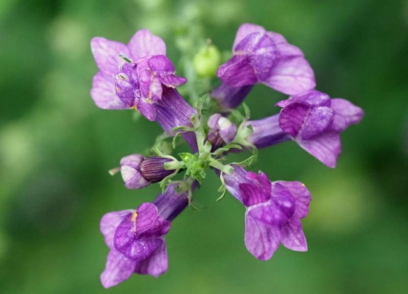 Purple toadflax - Diverse Gardens