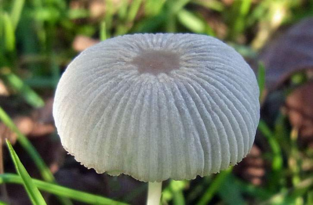 Fungi gallery - Identify mushrooms and toadstools in the UK