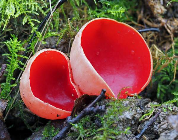 Scarlet elfcup - Diverse Gardens
