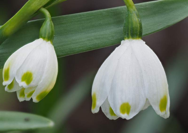 Snowflake - Diverse Gardens