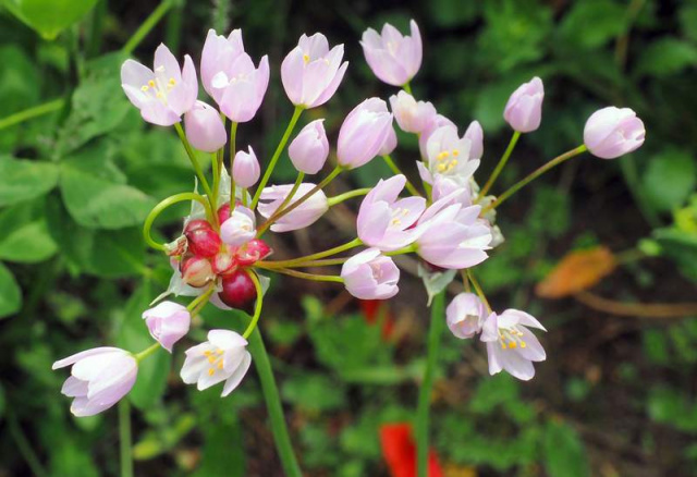 Rosy garlic is known for it's distinctive pink flowers