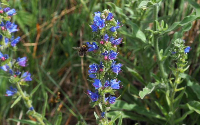 Viper's bugloss Echium vulgare is a bee friendly wildflower