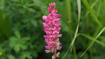 Sainfoin - Diverse Gardens