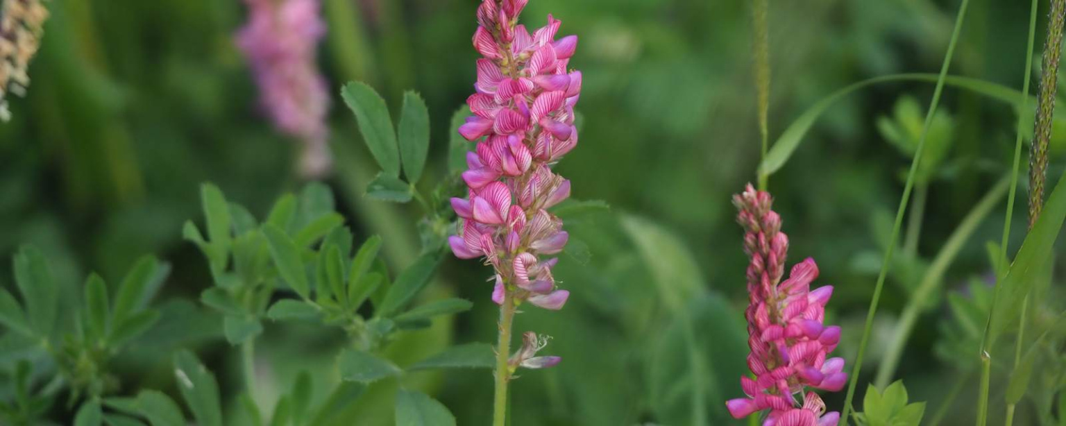Sainfoin - Diverse Gardens