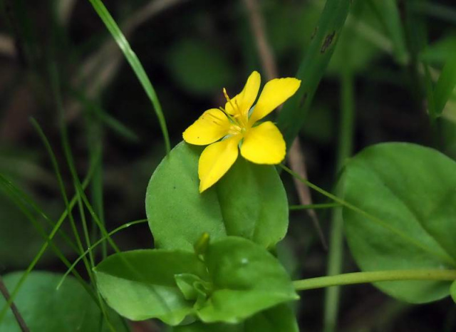Yellow Pimpernel thrives in damp, shady environments